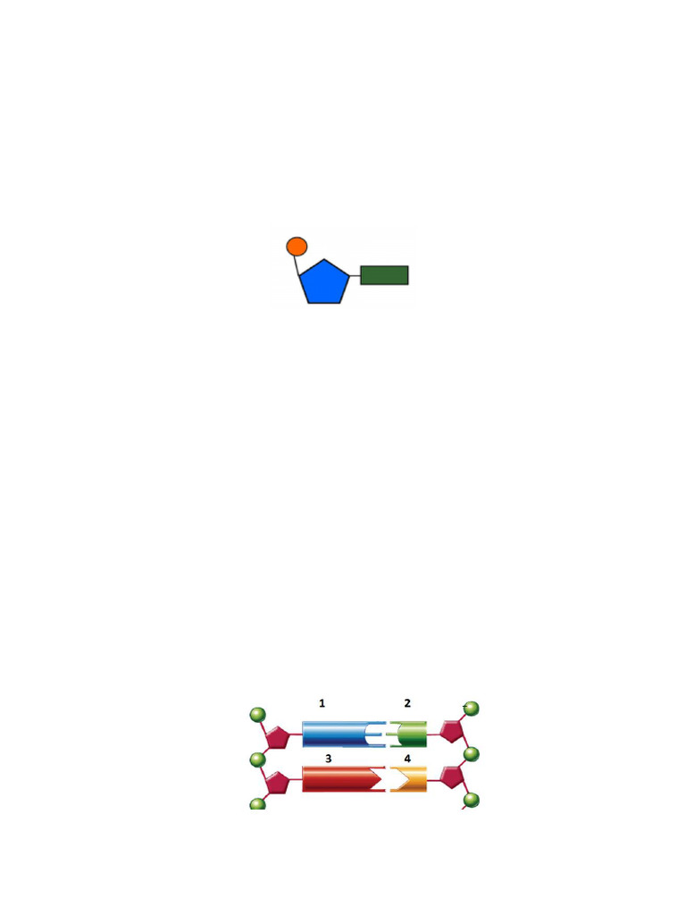Review Worksheet - Structure and Functions of Nucleic Acids | PDF ...