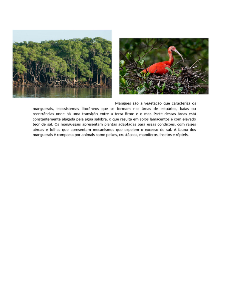 Mangues são a vegetação que caracteriza os manguezais | PDF