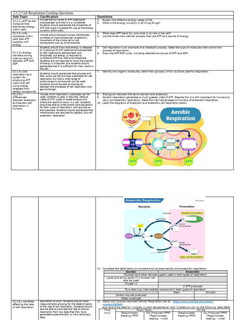 Cell Respiration: ATP and Processes Explained | PDF | Cellular ...