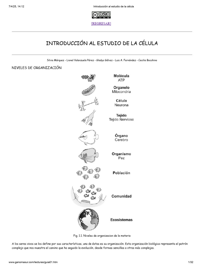 Niveles de Organización Celular | PDF | Biología Celular) | Nucleo celular
