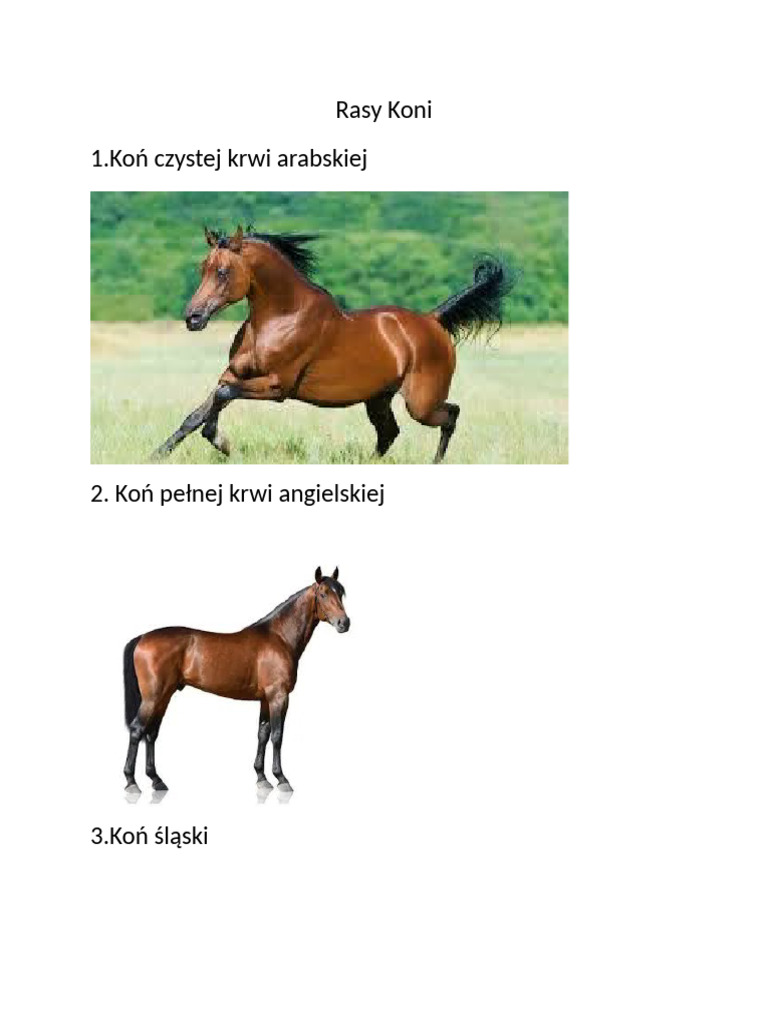 Rasy Koni | PDF