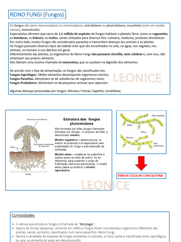 Introdução ao Reino Fungi: Tipos e Funções | PDF