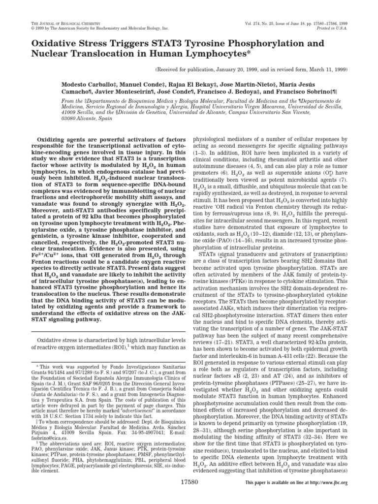 Oxidative Stress Triggers STAT3 Tyrosine Phosphorylation | PDF | Western Blot | Reactive Oxygen ...