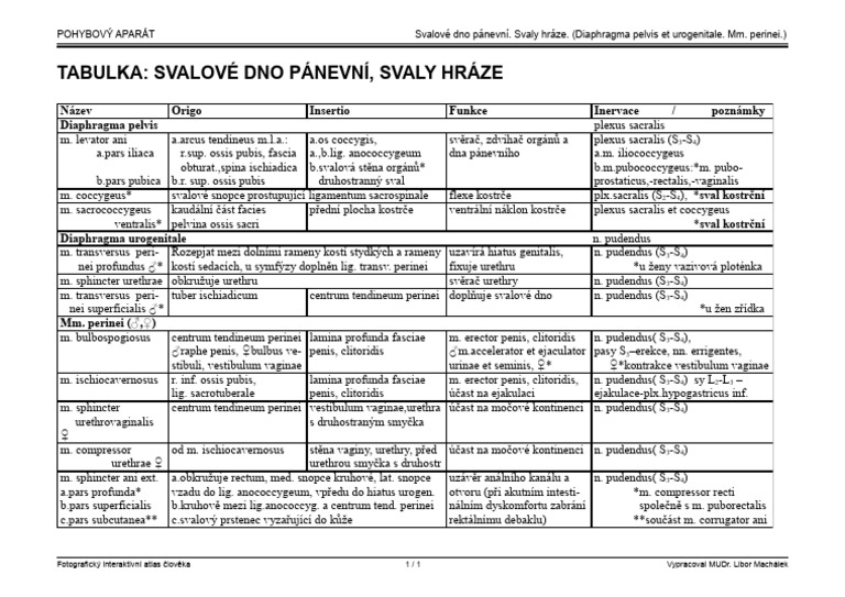 Svaly Pánevní Dno | PDF