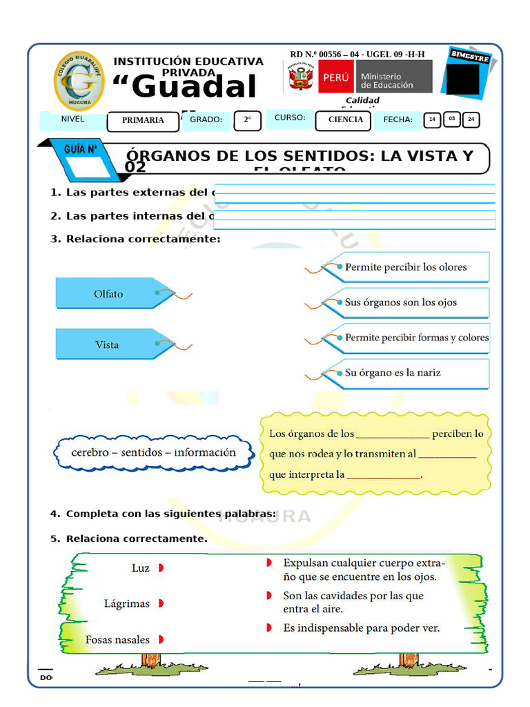 Órganos de Los Sentidos - La Vista y El Olfato | PDF
