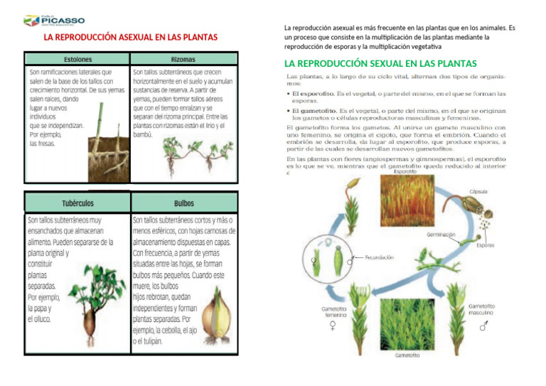 Reproduccion de Las Plantas | PDF