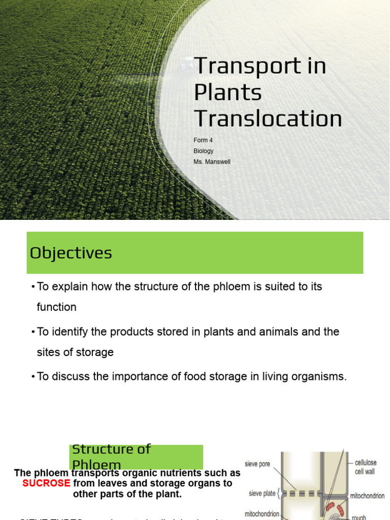 Translocation Process in Plants | PDF