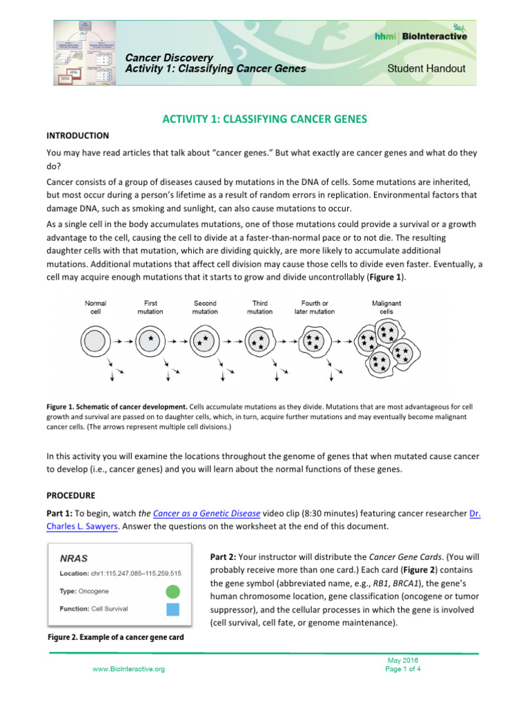 HHMI Enrichment Activity - Classifying Cancer Genes Activity | PDF ...