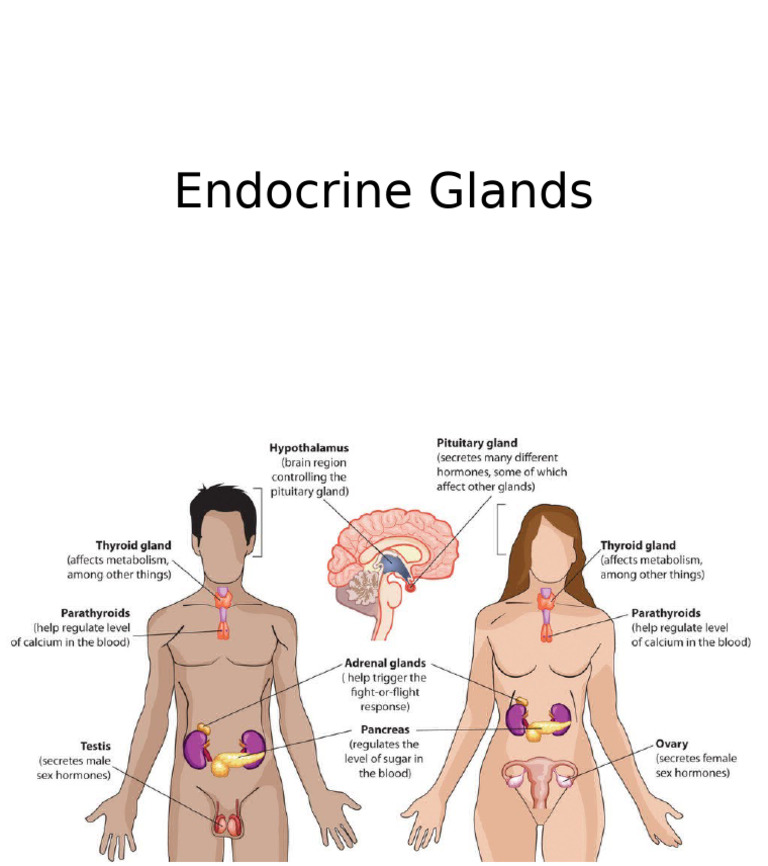 Practical 7 - Endocrine Glands | PDF