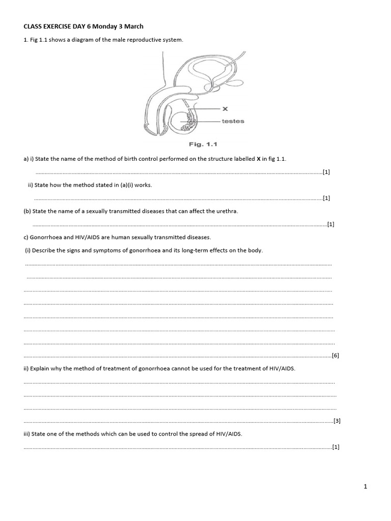 Male Reproductive System & STDs Exercise | PDF