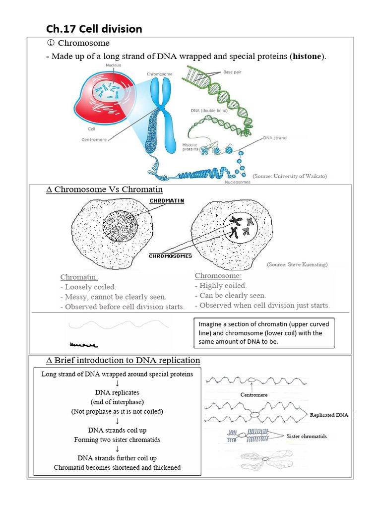 Bio Ch.17 Cell Division | PDF | Meiosis | Mitosis