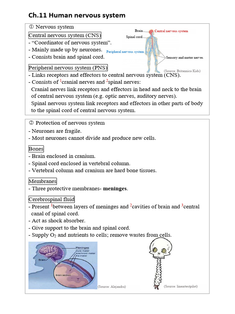 Bio Ch.11 Human Nervous System | PDF | Nerve | Nervous System