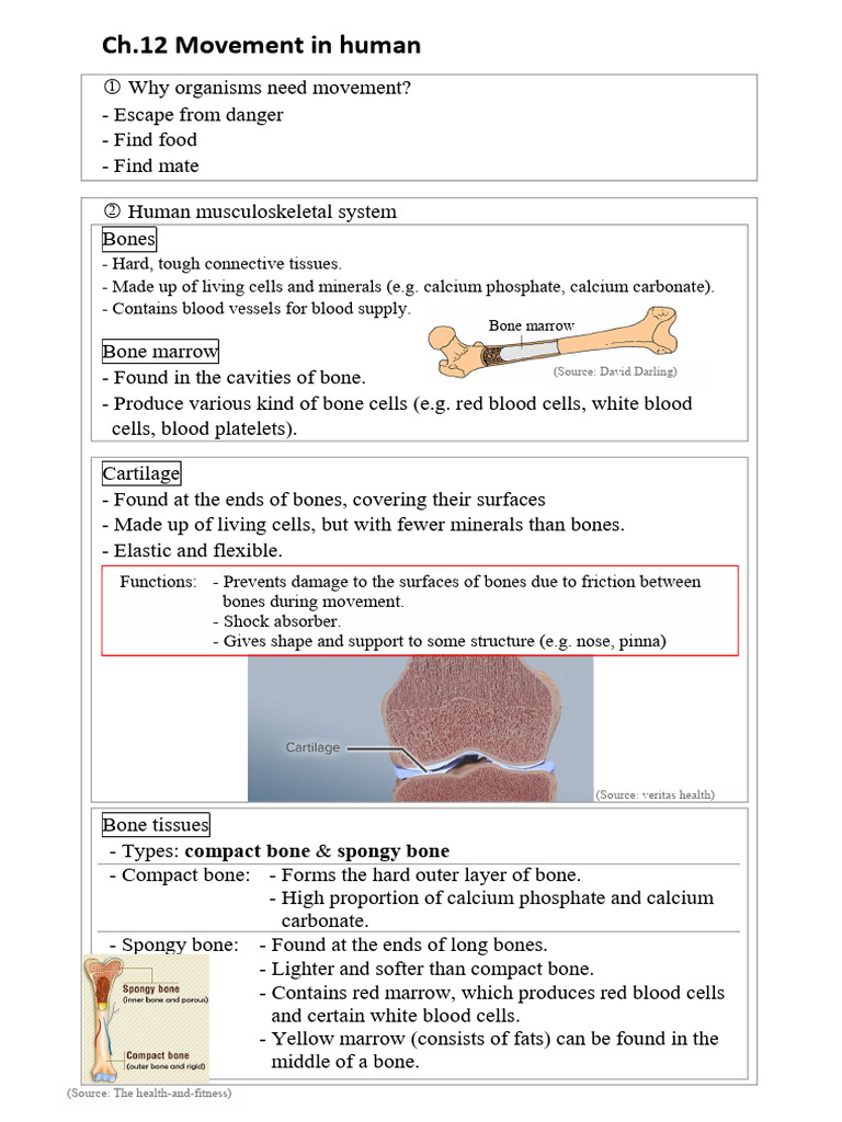 Bio Ch.12 Movement in Human | PDF | Skeleton | Bone