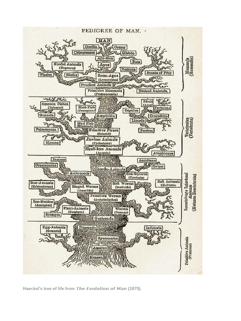 1.the Haeckels Tree of Life (1879) | PDF