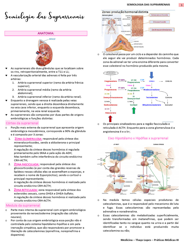 Semiologia Das Suprarrenais - Aula 5 - PM III | PDF | Glândula ...