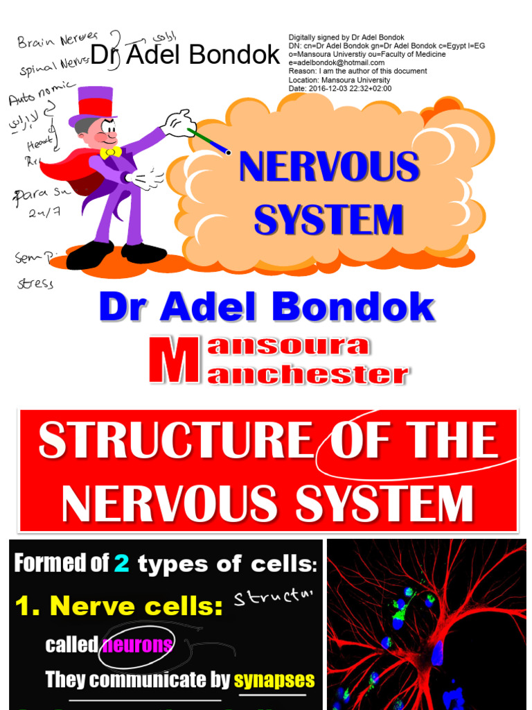 Sem 1, Nervous System For Students | PDF | Nervous System | Central Nervous System