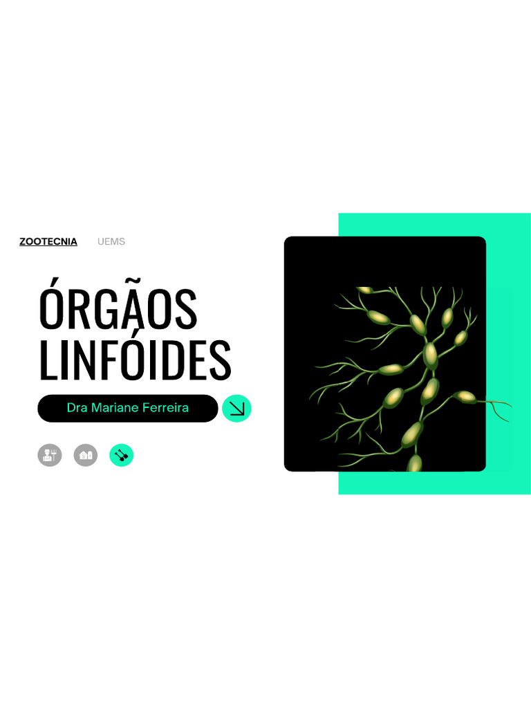 Órgãos Do Sistema Linfóide | PDF