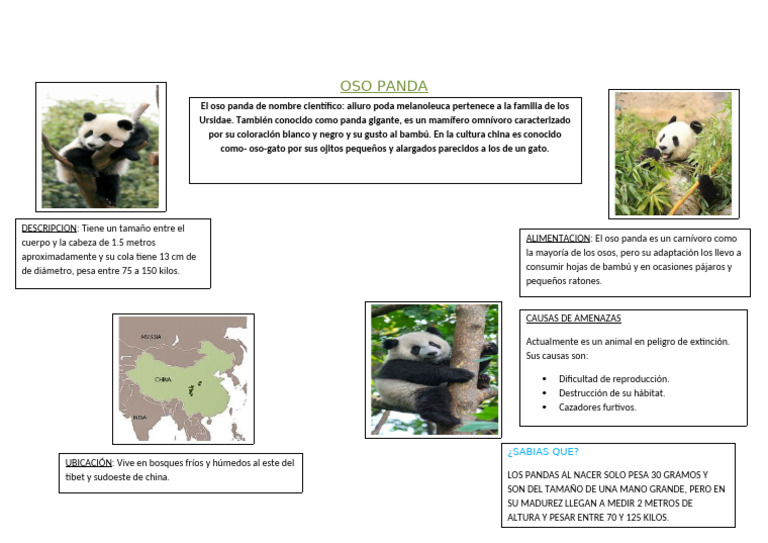 Oso Panda Nota de Enciclopedia | PDF | Panda gigante | Osos
