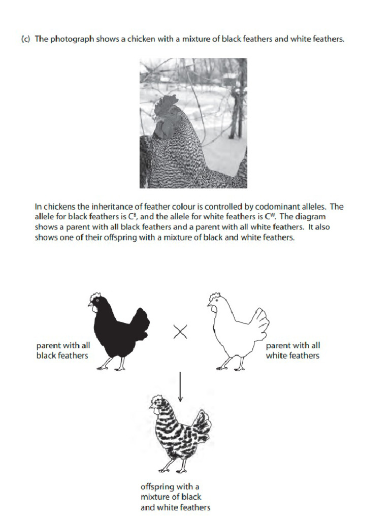 Chicken Inheritance | PDF