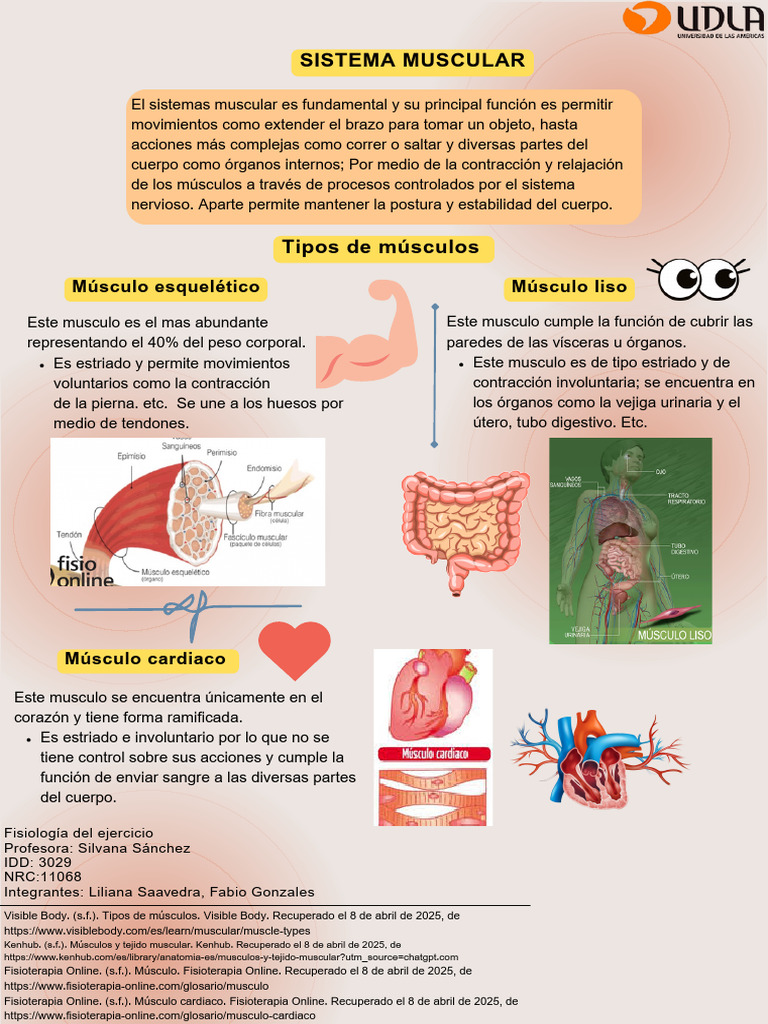 Funciones del músculo liso en el cuerpo | PDF | Músculo | Anatomía