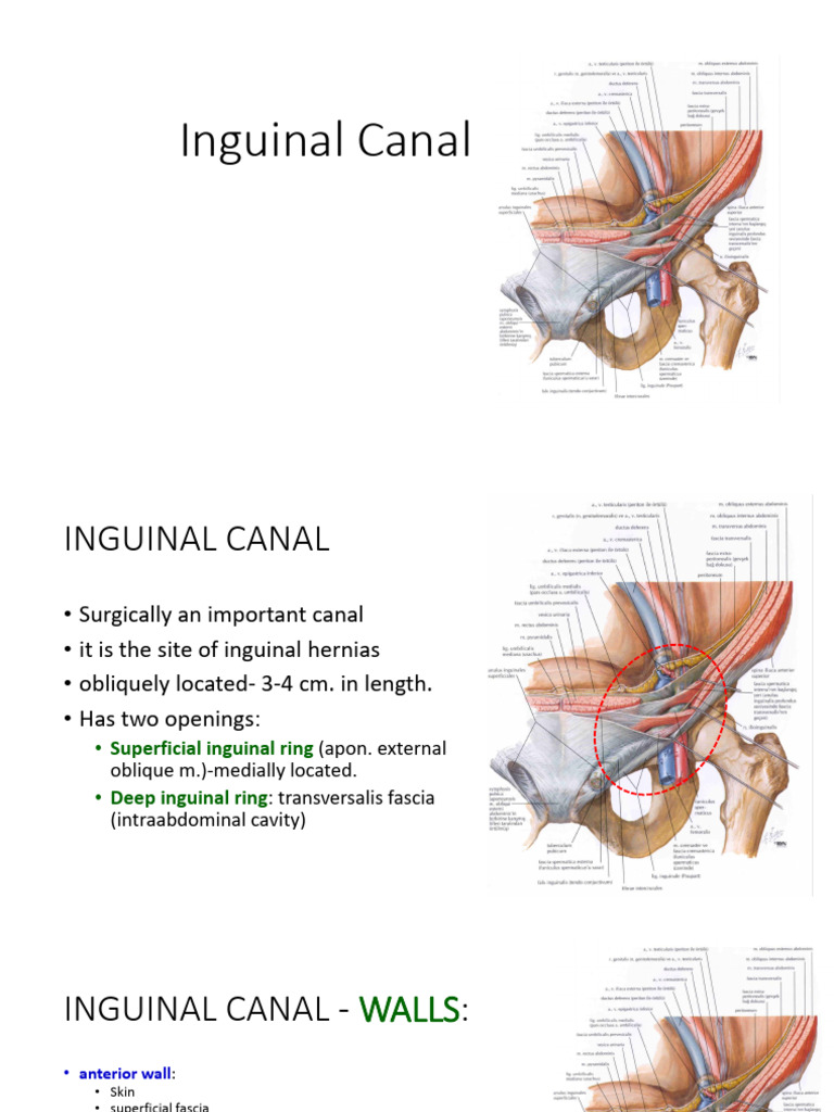 Inguinal Canal Anatomy Ppt