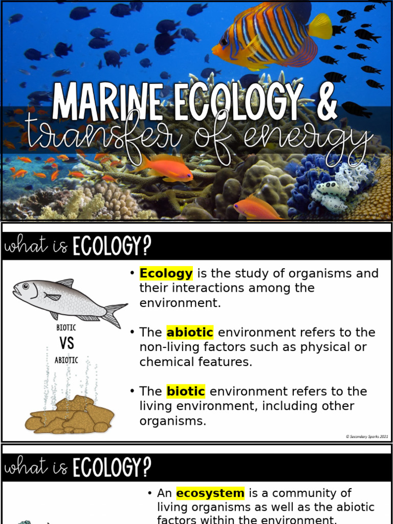 Marine Ecology and Transfer of Energy PPT | PDF | Food Web | Primary ...