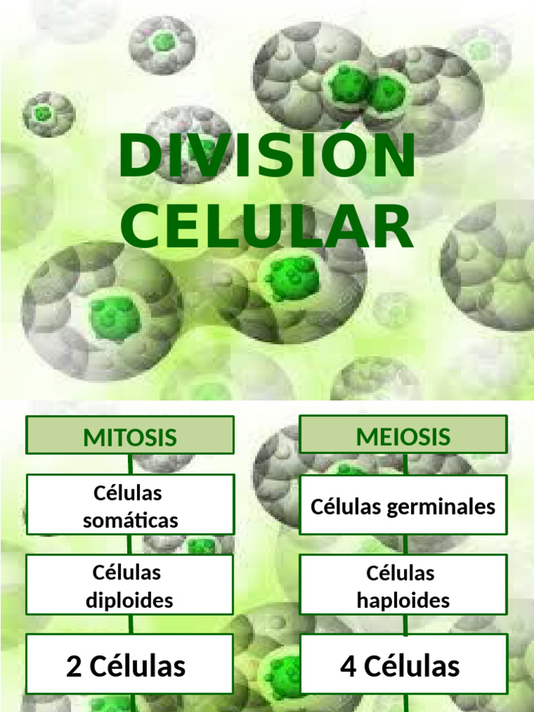 Mitosis y Meiosis: Proceso Celular Explicado | PDF | Mitosis | Mitosis