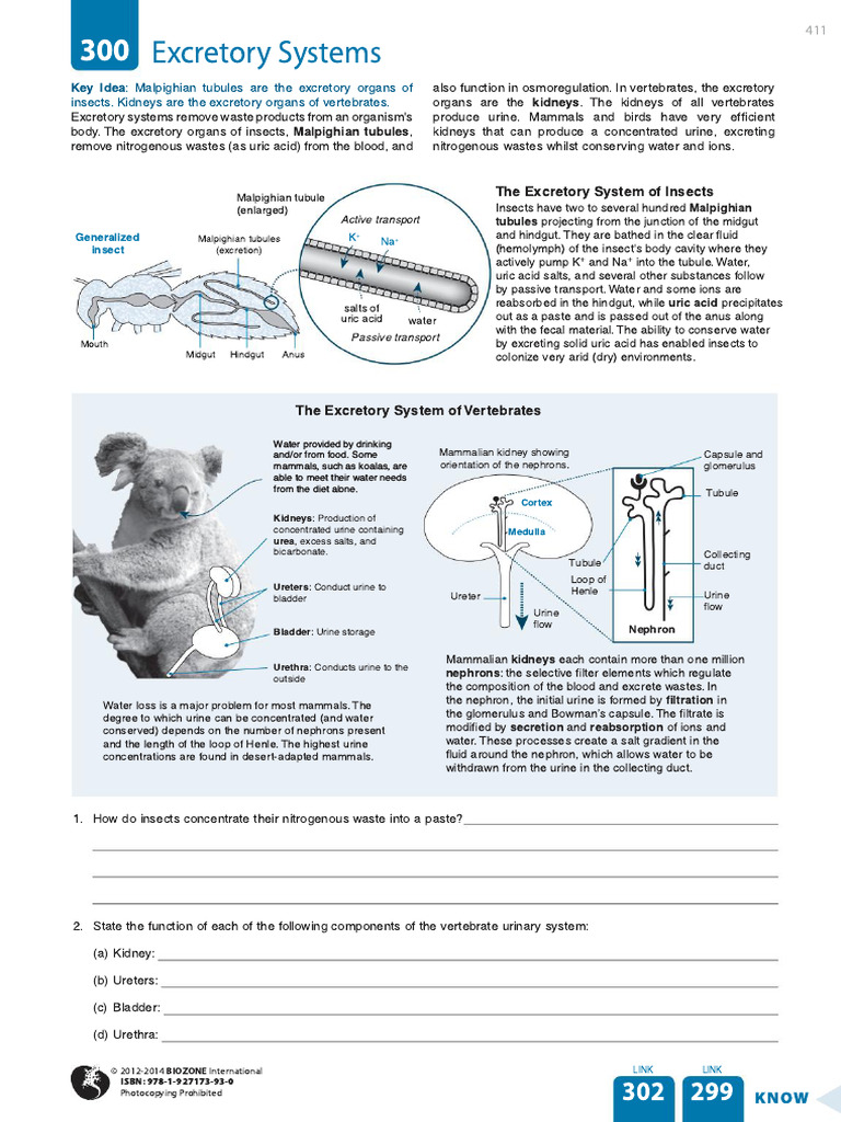 Urinary System Revision Worksheets | PDF | Kidney | Urinary System