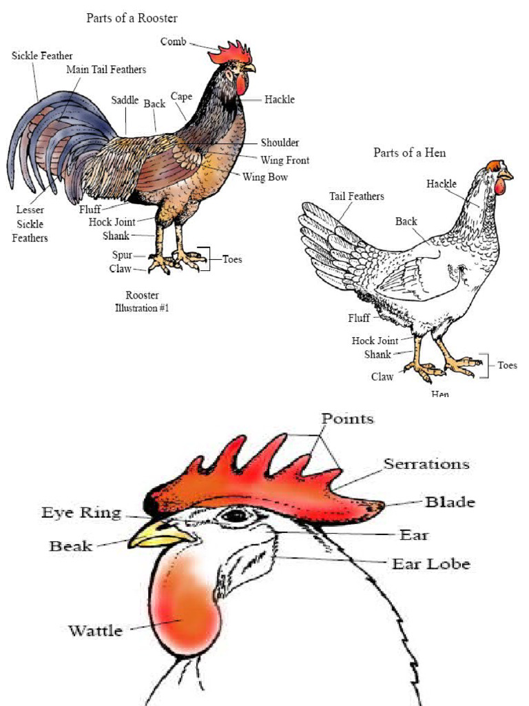 Chicken and Turkey Comb Types Explained | PDF