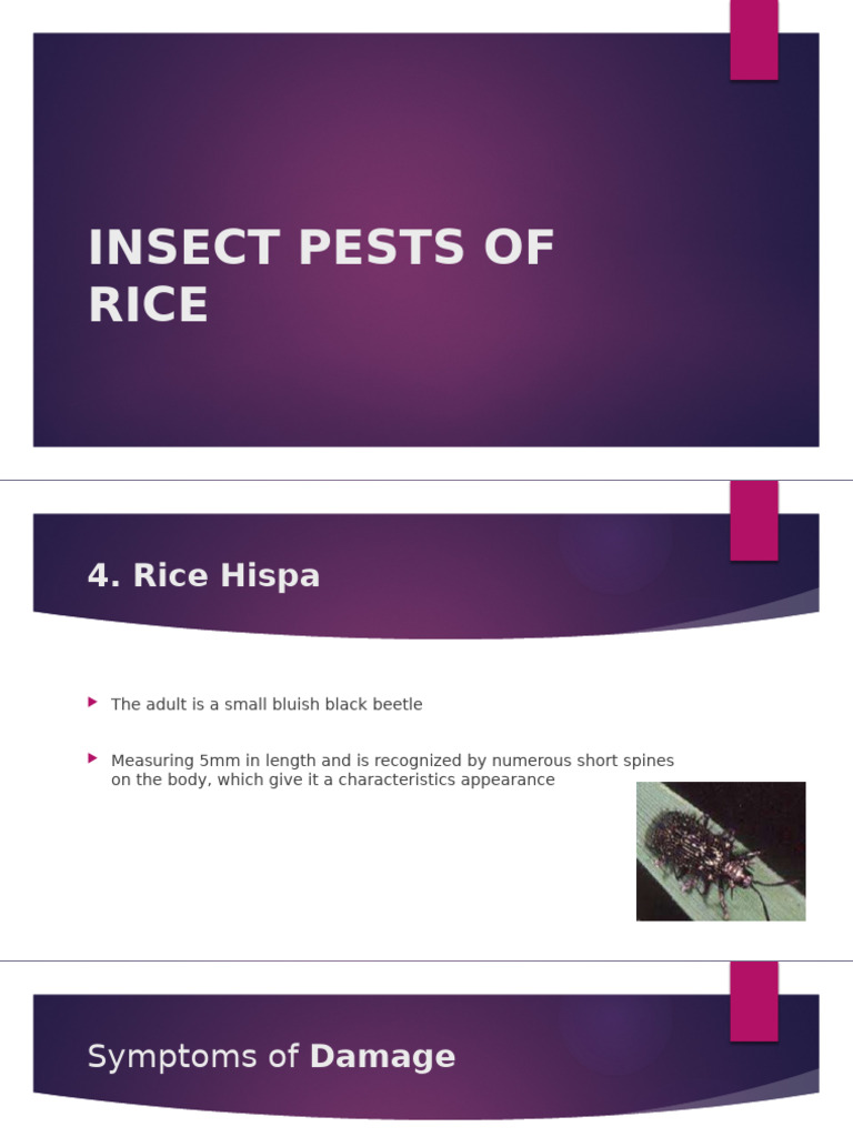 133-Insect Pests of Rice | PDF