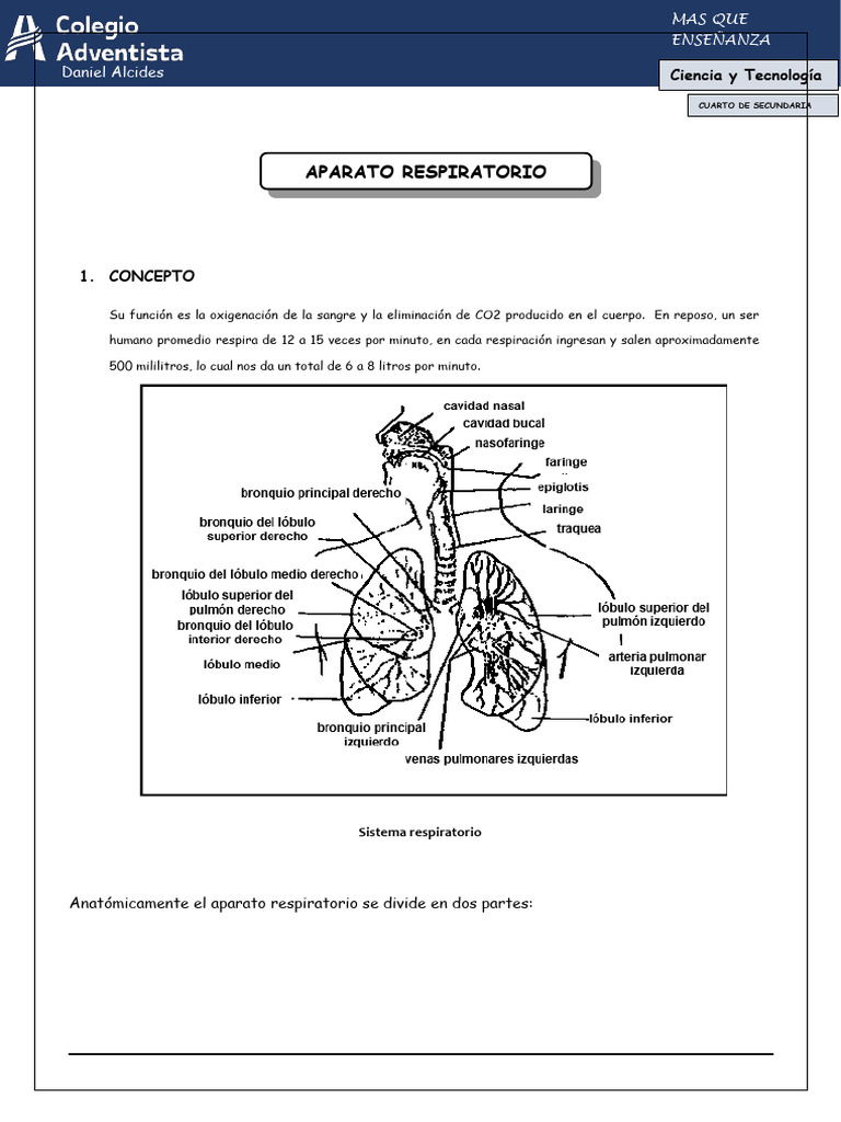 APARATO RESPIRATORIO CUARTO (1) | PDF | Sistema respiratorio | Laringe