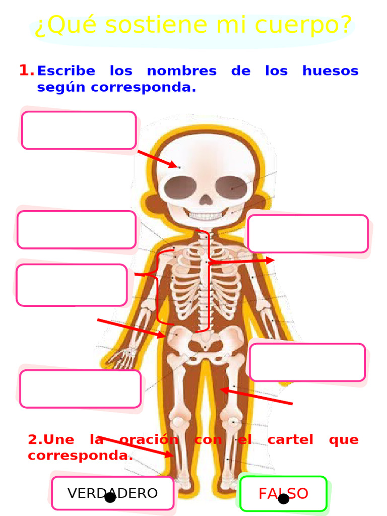 Ficha Qué Sostiene Mi Cuerpo | PDF