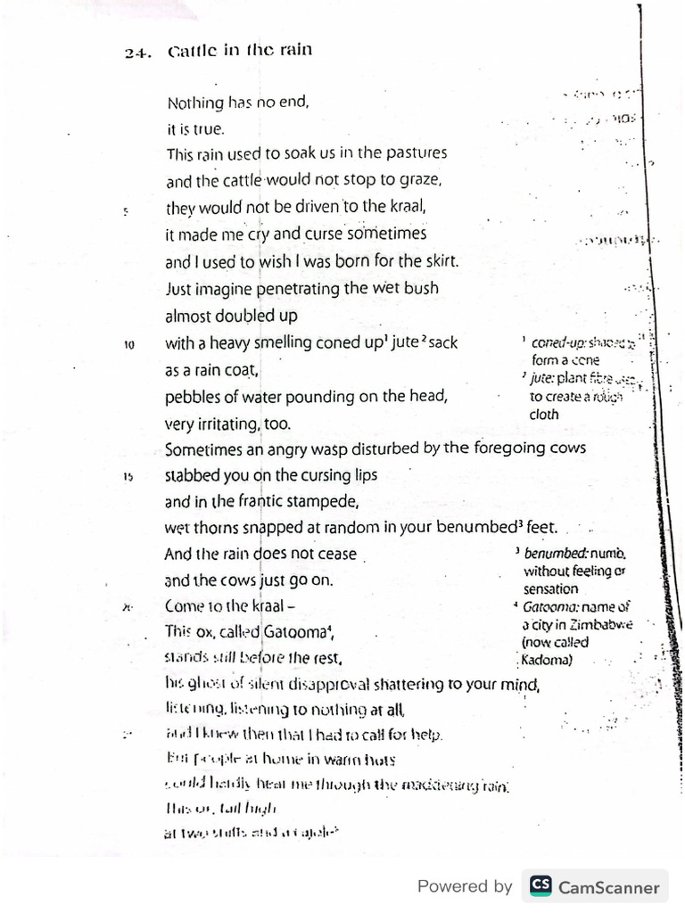 Cattle in The Rain | PDF