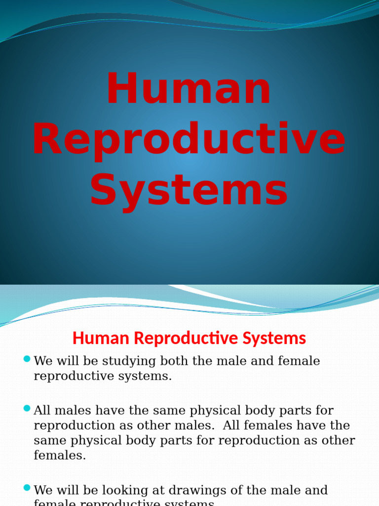 Human Reproductive Systems PowerPoint | PDF | Human Reproduction | Reproductive System