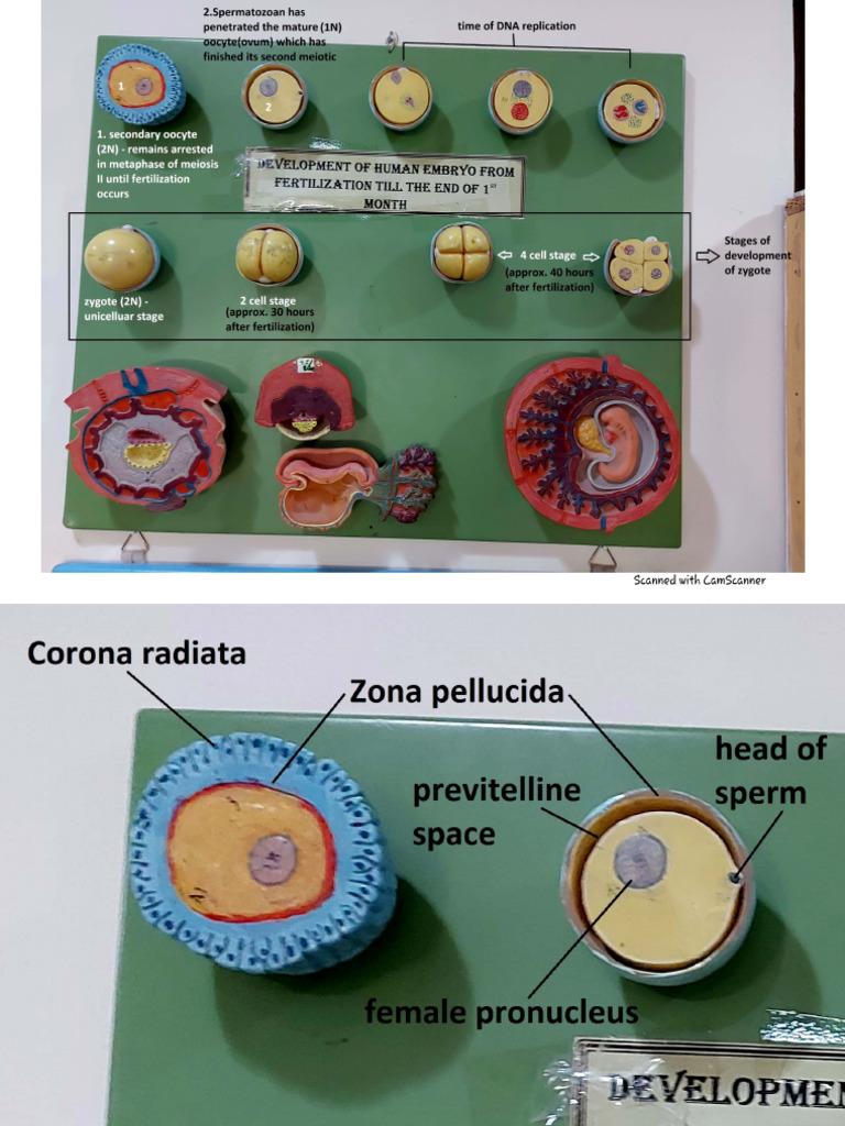 Embryo Model | PDF