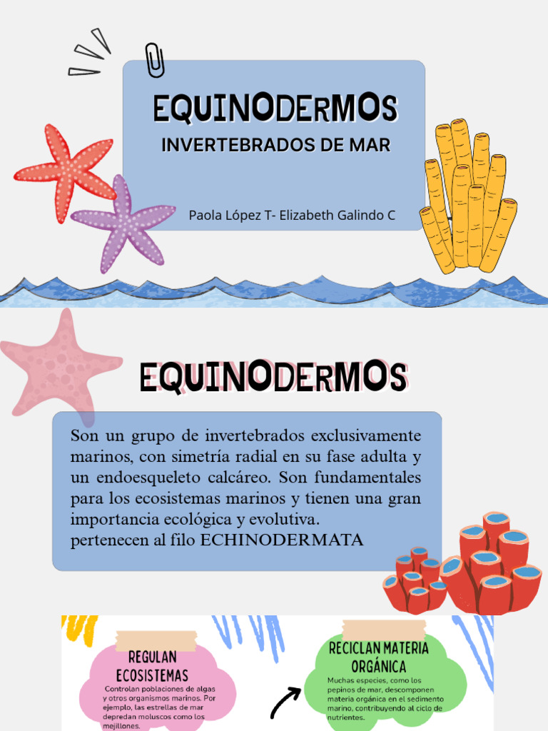 Presentación equinodermos | PDF | Zoología | Biología