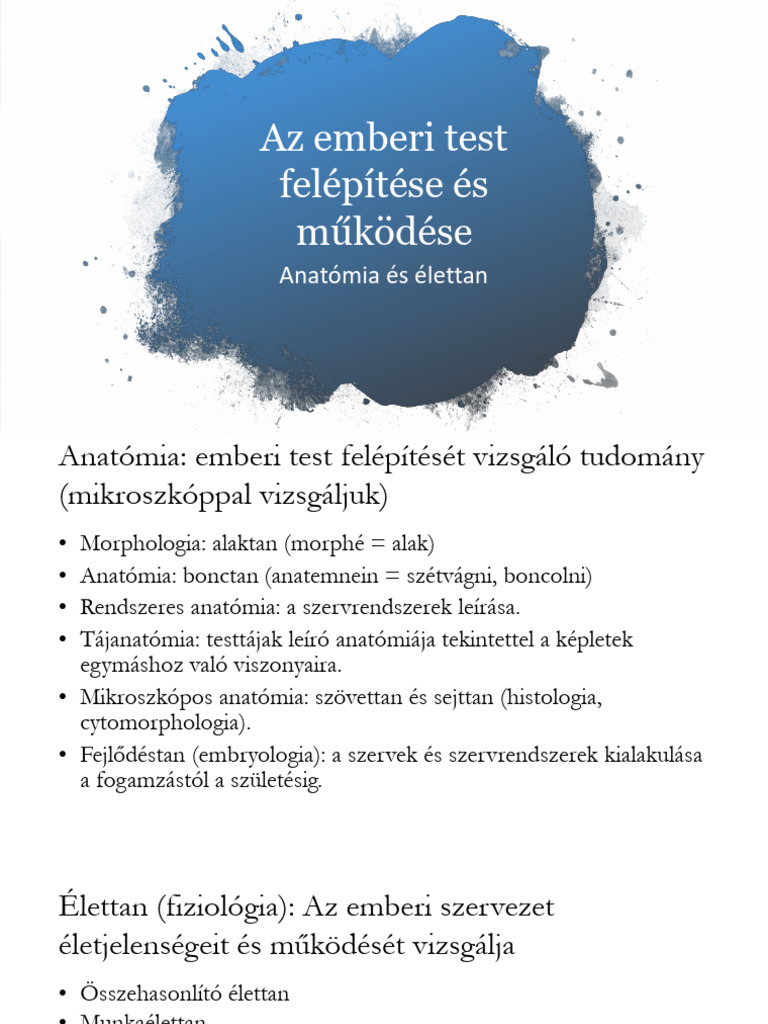 Emberi Test Arányok És Síkok | PDF