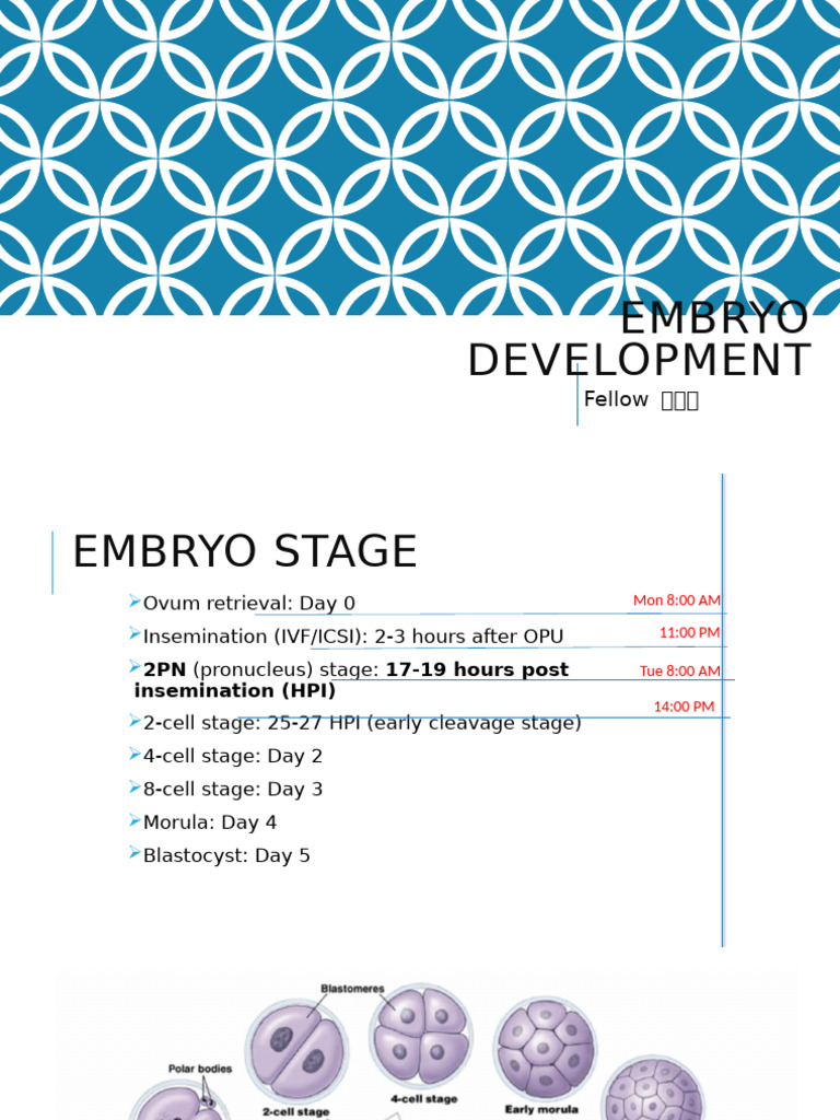 Embryo Development | PDF