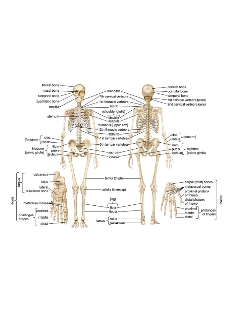Human skeleton _ Parts, Functions, Diagram, & Facts _ Britannica | PDF