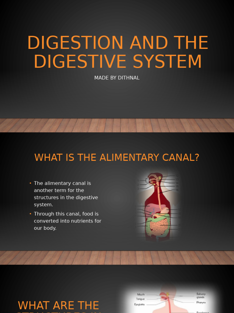 Digestion and the Digestive System_ Bio Assessment 2 | PDF | Digestion ...