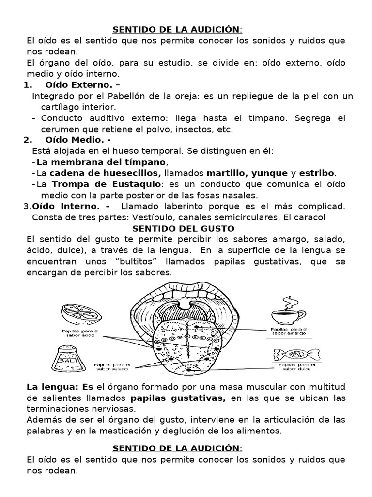 Sentido de La Audición - Ficha | PDF | Oído | Escuchando