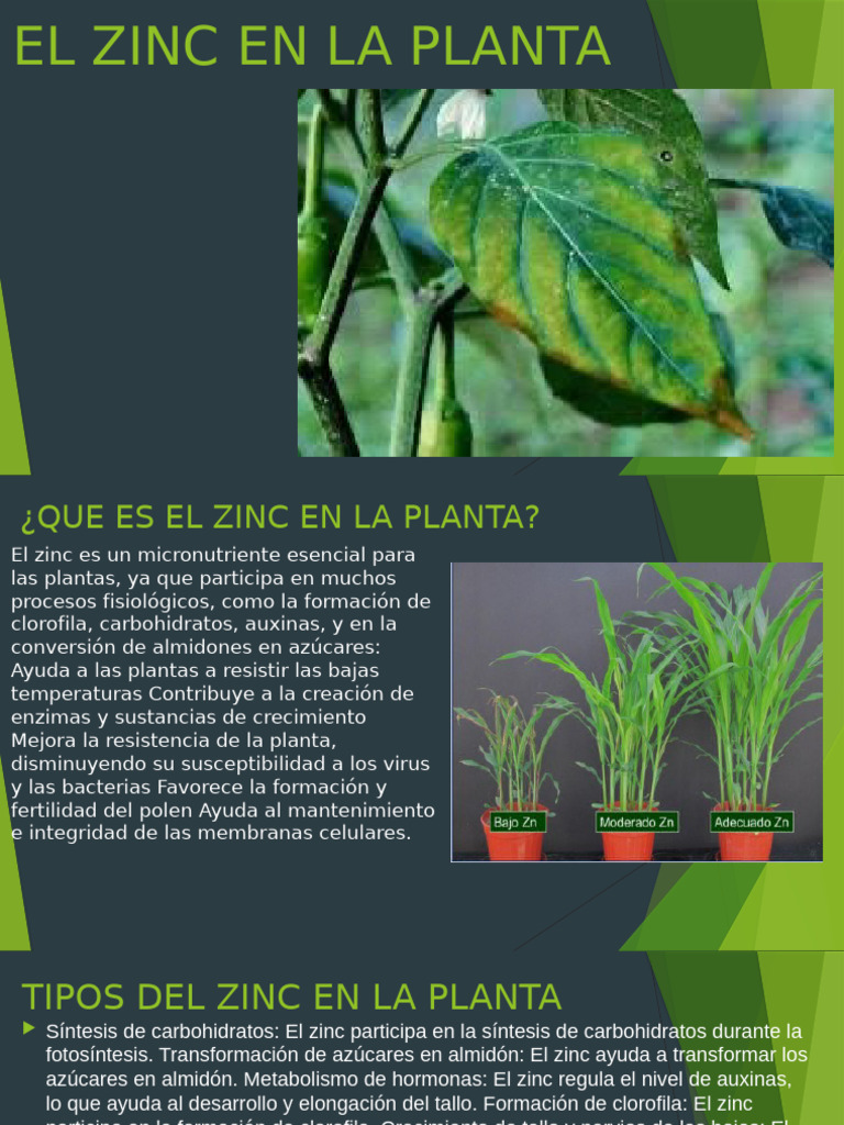 El Zinc en La Planta | PDF | Plantas | Auxina