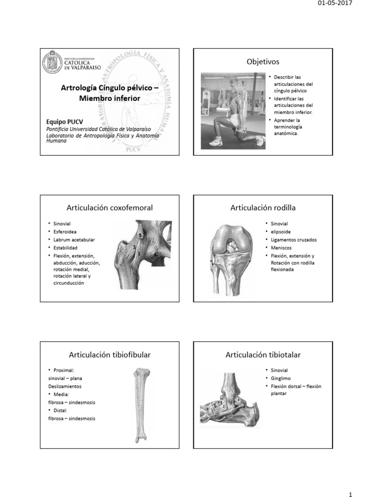 Artro MMII | PDF | Rodilla | Articulación