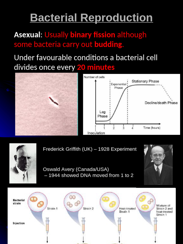 Bacterial Reproduction Methods Explained | PDF
