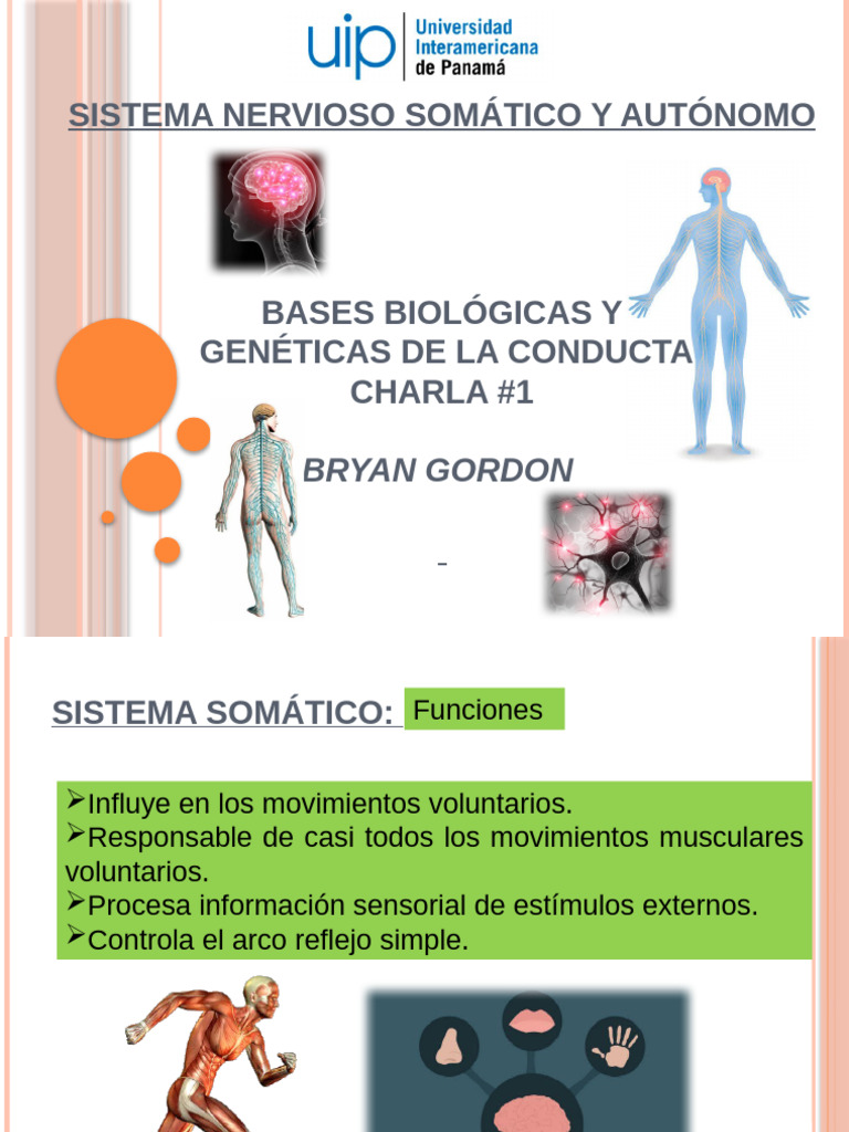 Sistema Nervioso Somático y Autónomo | PDF | Sistema nervioso ...