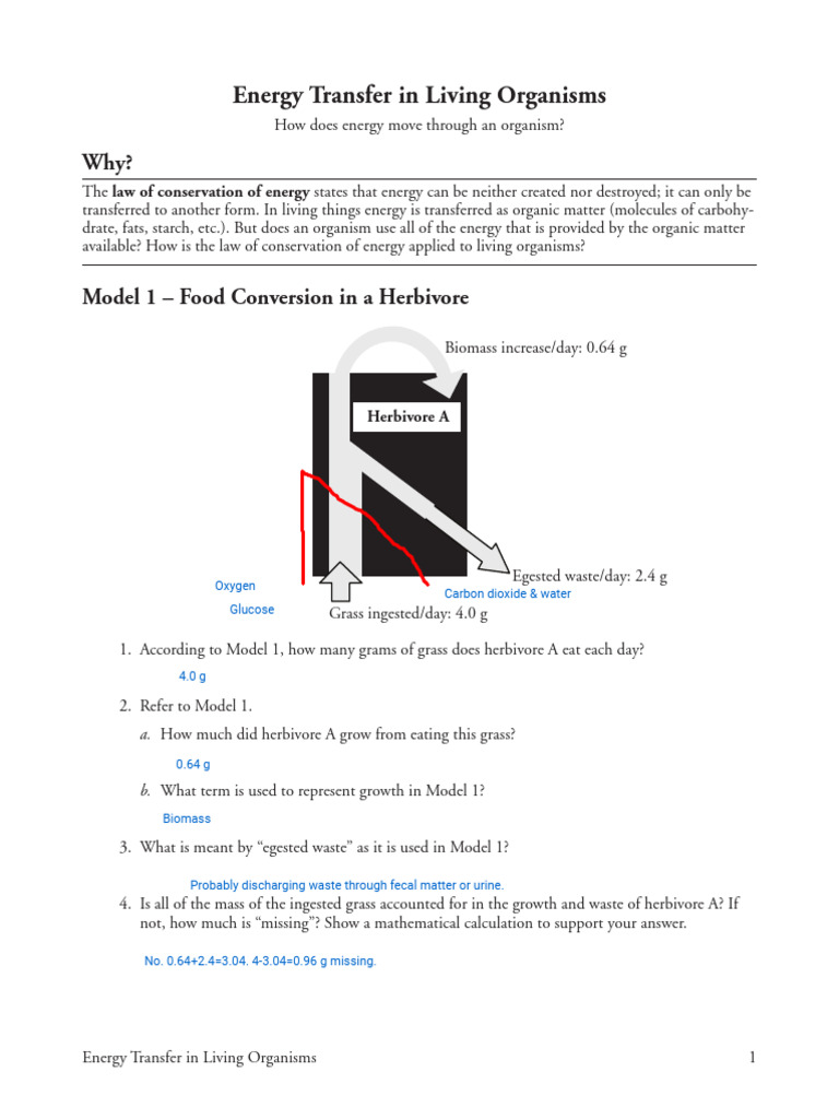 Kami Export - 25 Energy Transfer in Living Organisms-S-1 | PDF | Foods ...