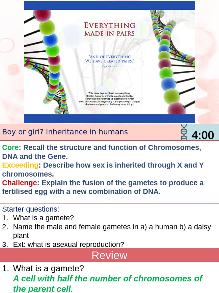 T2Y9W7l2 Inheritance in Humans | PDF | Chromosome | Fertilisation