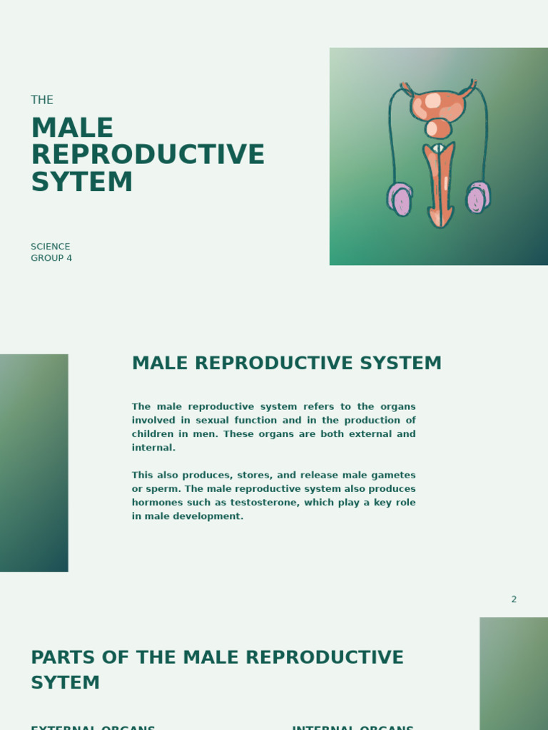 Overview of Male Reproductive System | PDF | Reproductive System | Prostate
