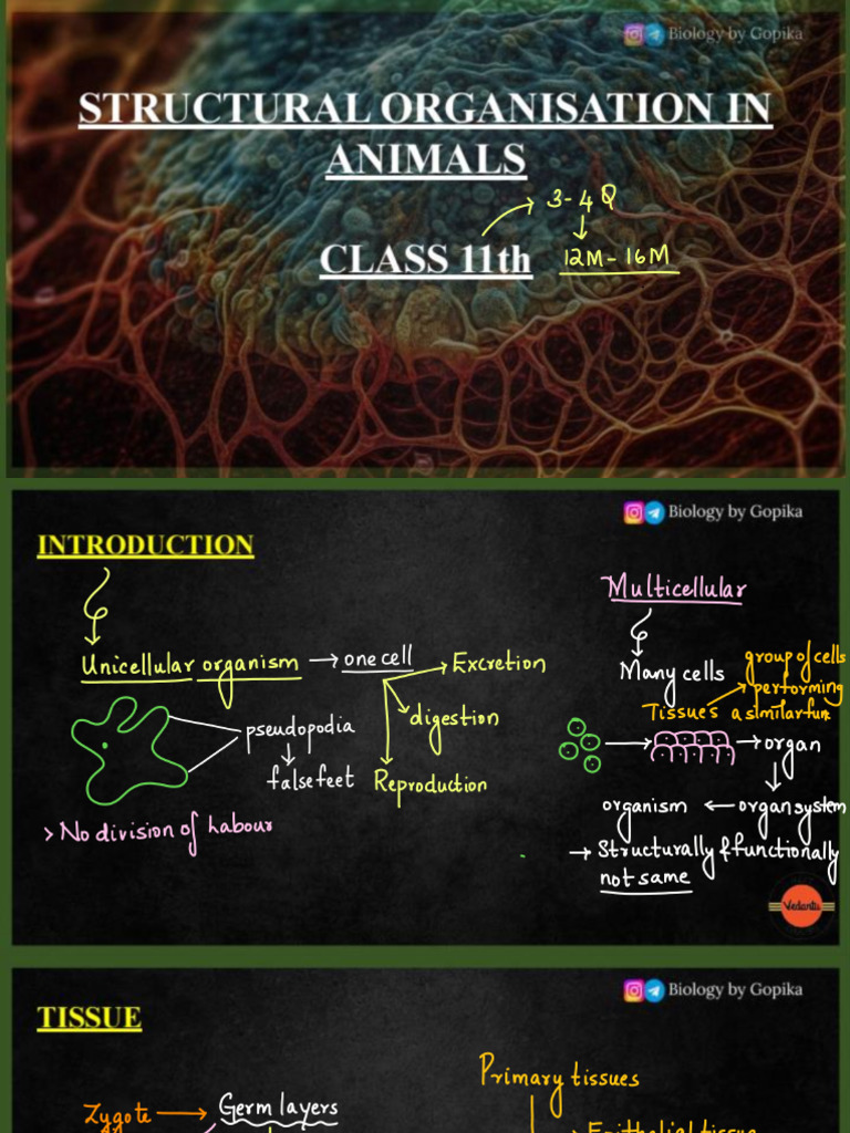 Structural Org-Animal Tissues GM Notes | PDF