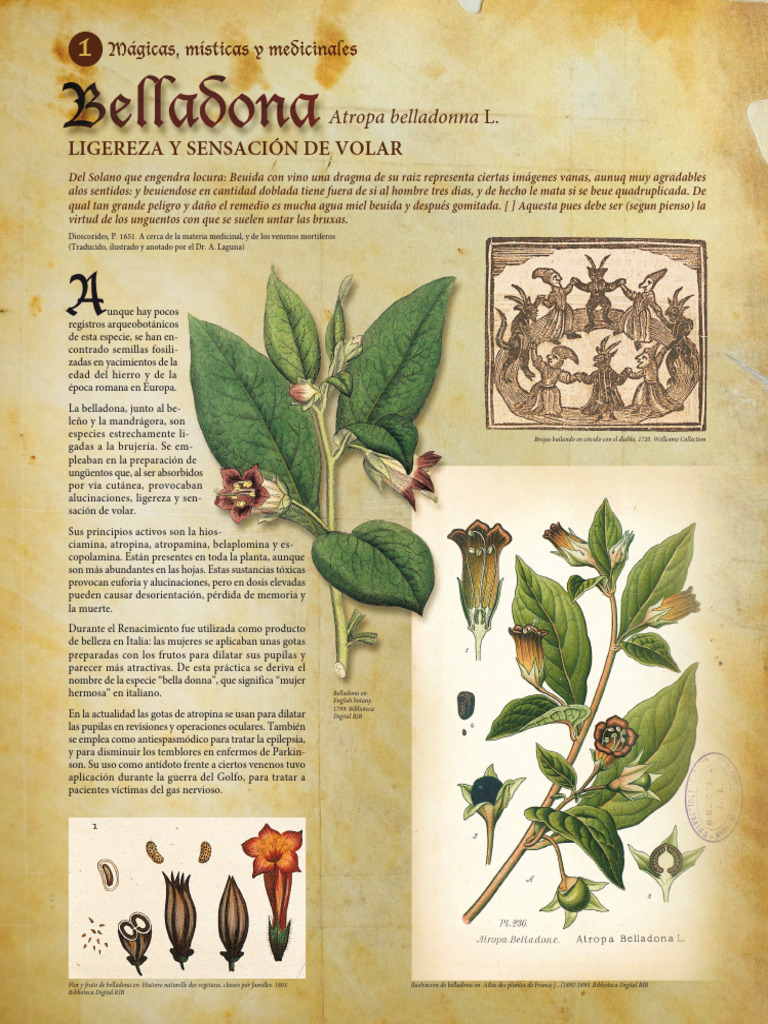 Usos y peligros de la belladona | PDF